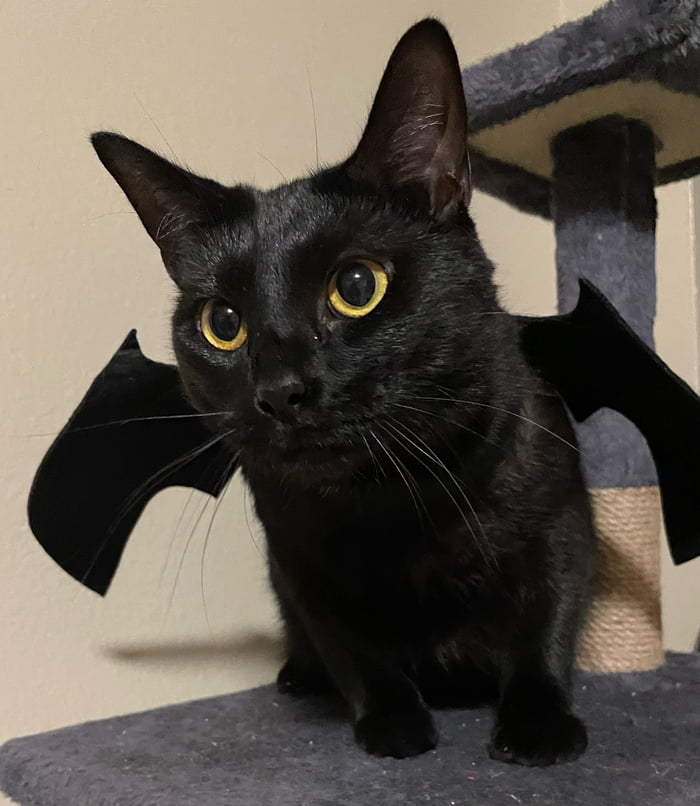 Say hi to batcat. - 9GAG