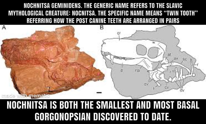 Picture not mine. Nochnitsa’s skull measures 3.2 inches (82 millimeters ...