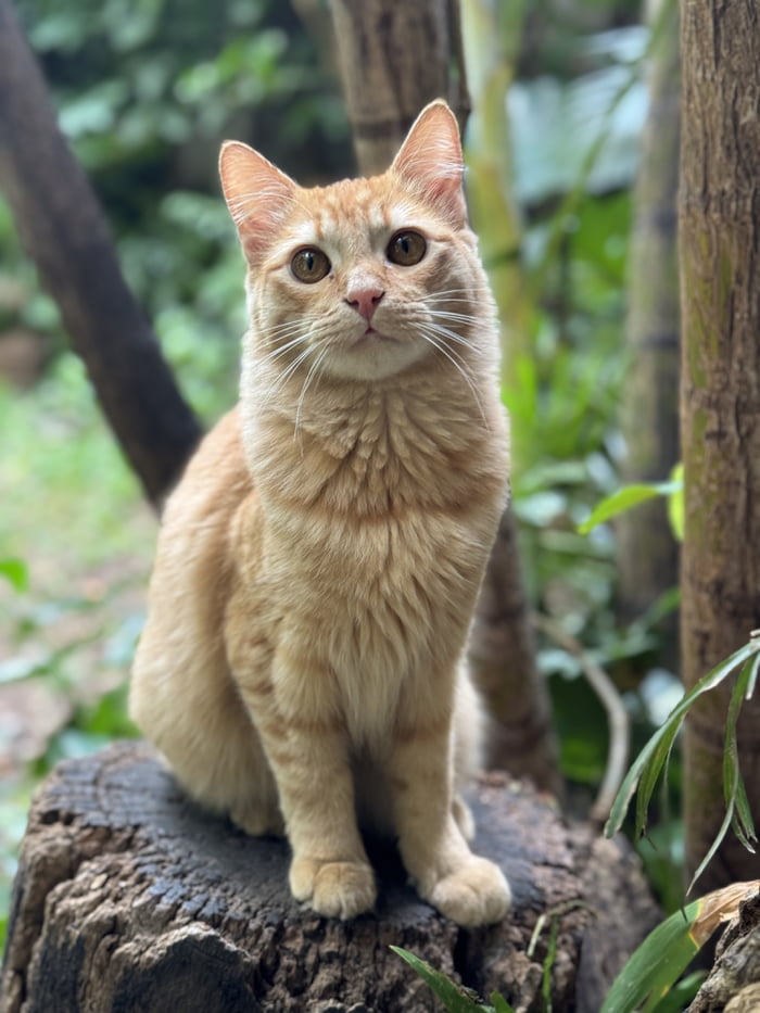 The first ID Photo of my cat - 9GAG