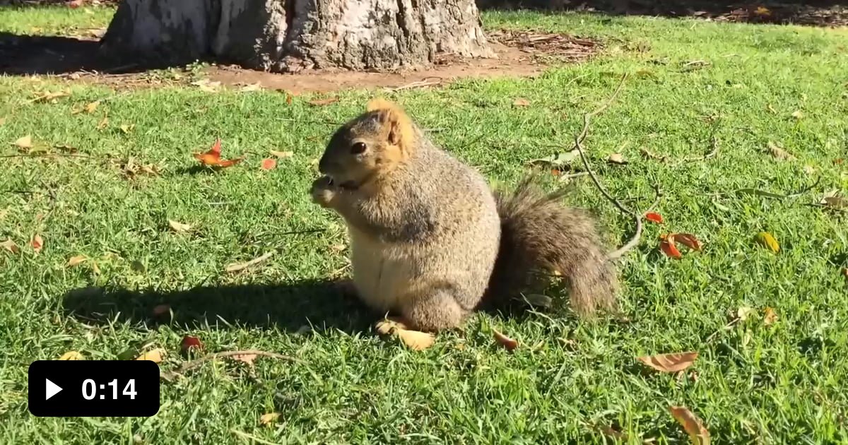 American Squirrel - 9GAG