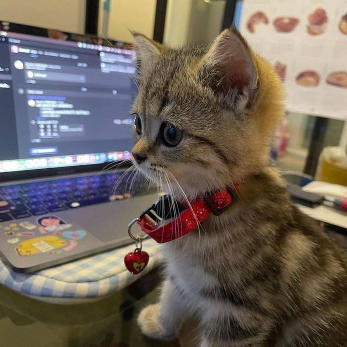 Kitty is a programmer - 9GAG