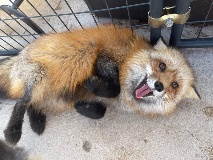 Elly is here to ask for belly rubs! - 9GAG