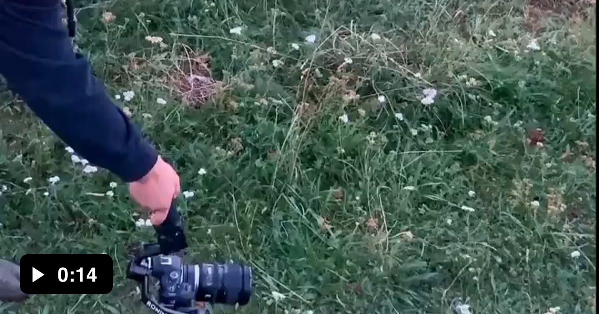 Tiny paws, big adventures - 9GAG