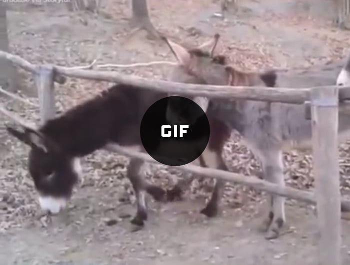 Watch how easy a donkey can be tricked - 9GAG