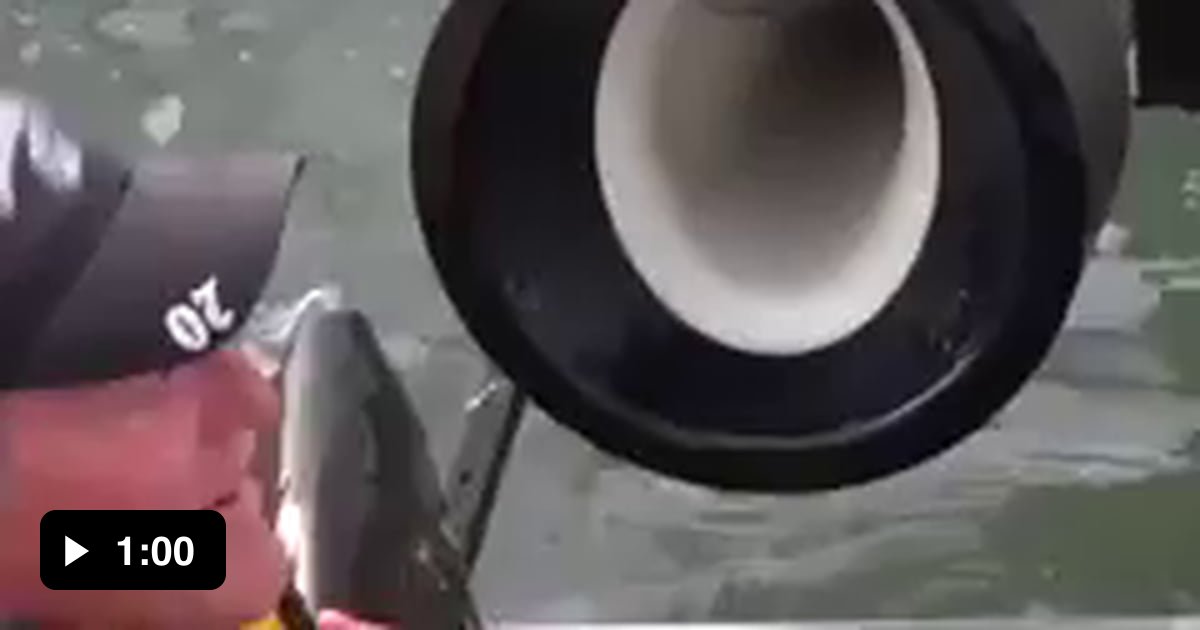 System helps native fish pass over dams in seconds rather than days - 9GAG