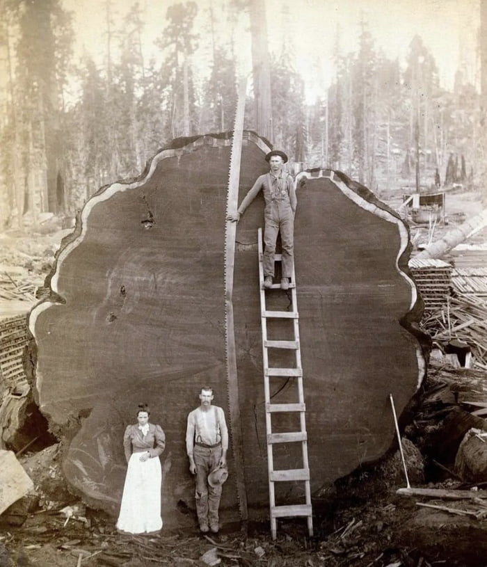 Loggers and the giant Mark Twain redwood cut down in California, 1892 ...