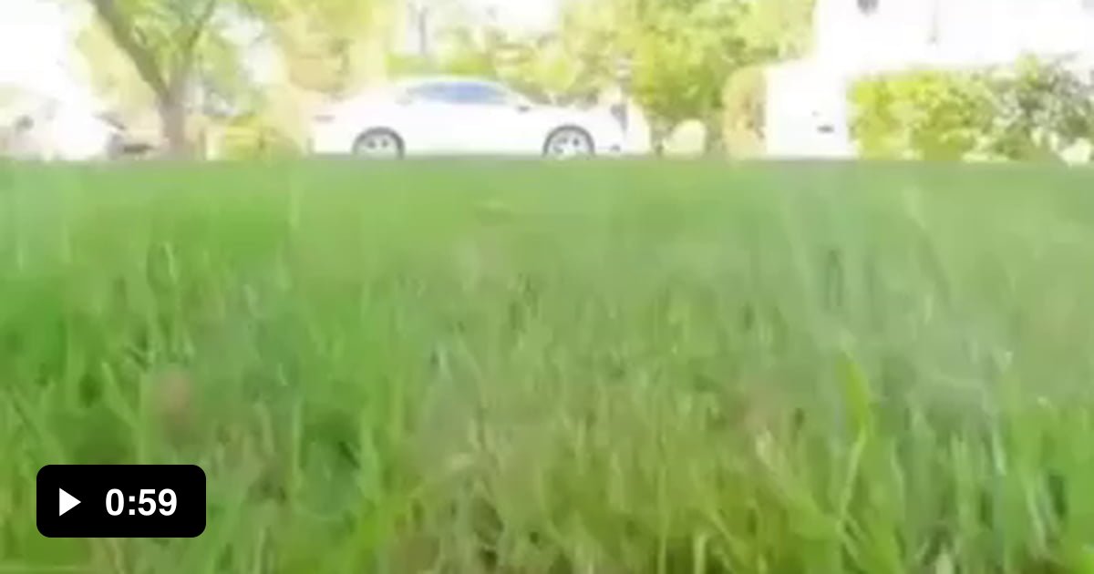 Person puts camera on cat to see the adventures she goes on - 9GAG