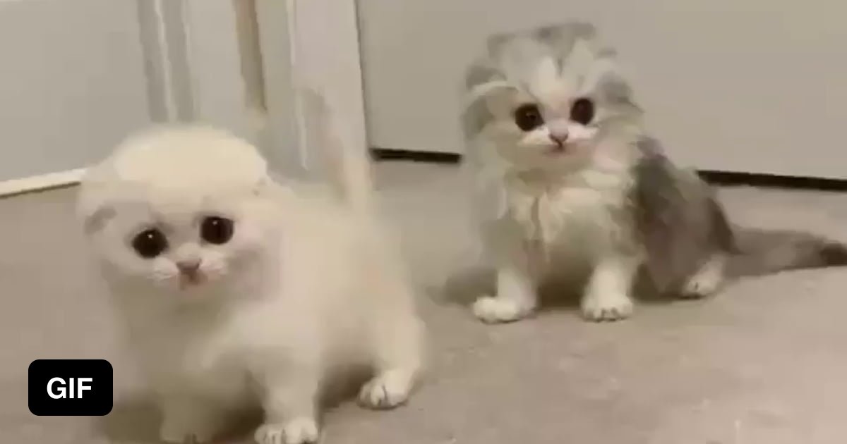 Fluffy angels - 9GAG