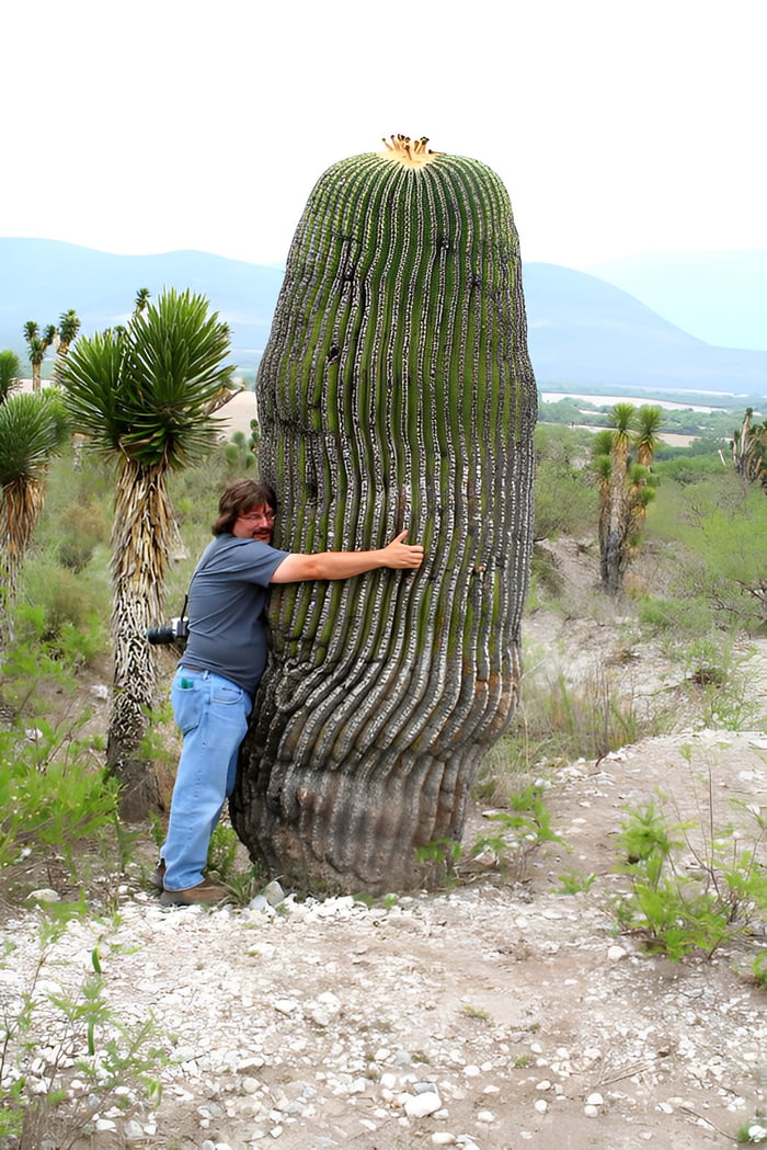 The size of this cactus - 9GAG