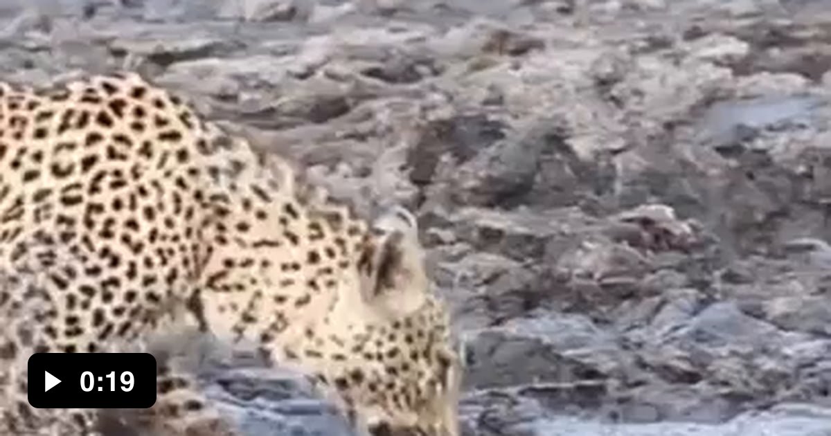 Camouflaged hippo surprises leopard - 9GAG