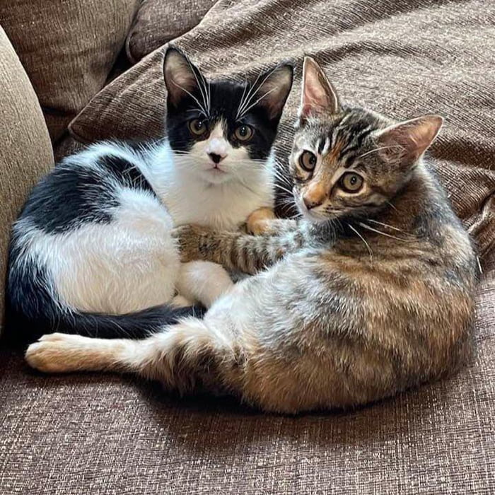 Lila & Warren hope for your cuddles - 9GAG