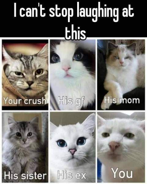 Cat Memes - 9GAG