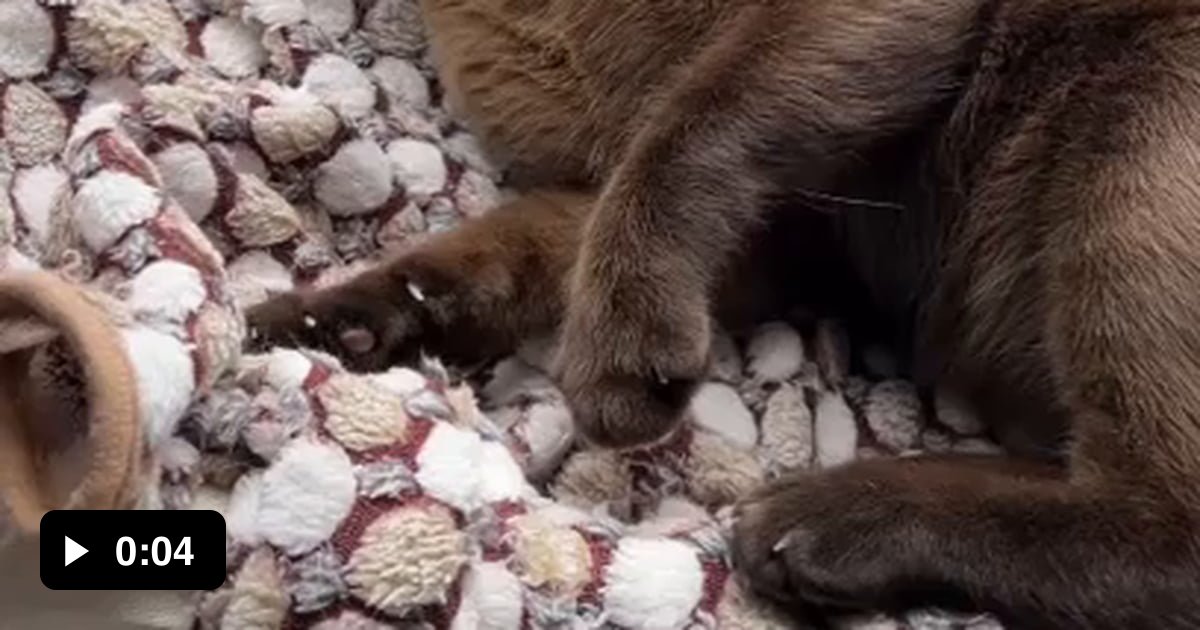 Disturbing cat nap time! - 9GAG