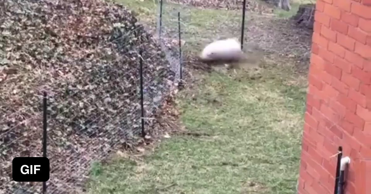 Rowdy pig zoomies - 9GAG