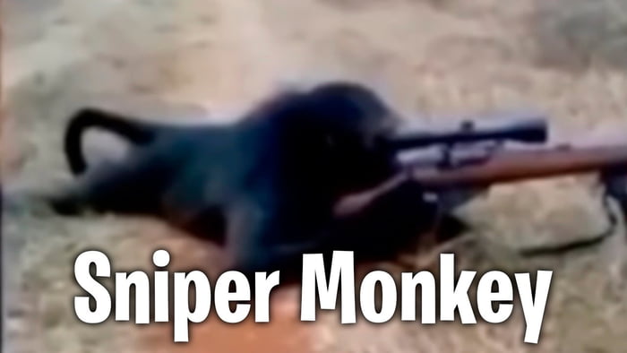 Sniper Monkey, commander of America's reconnaissance - 9GAG