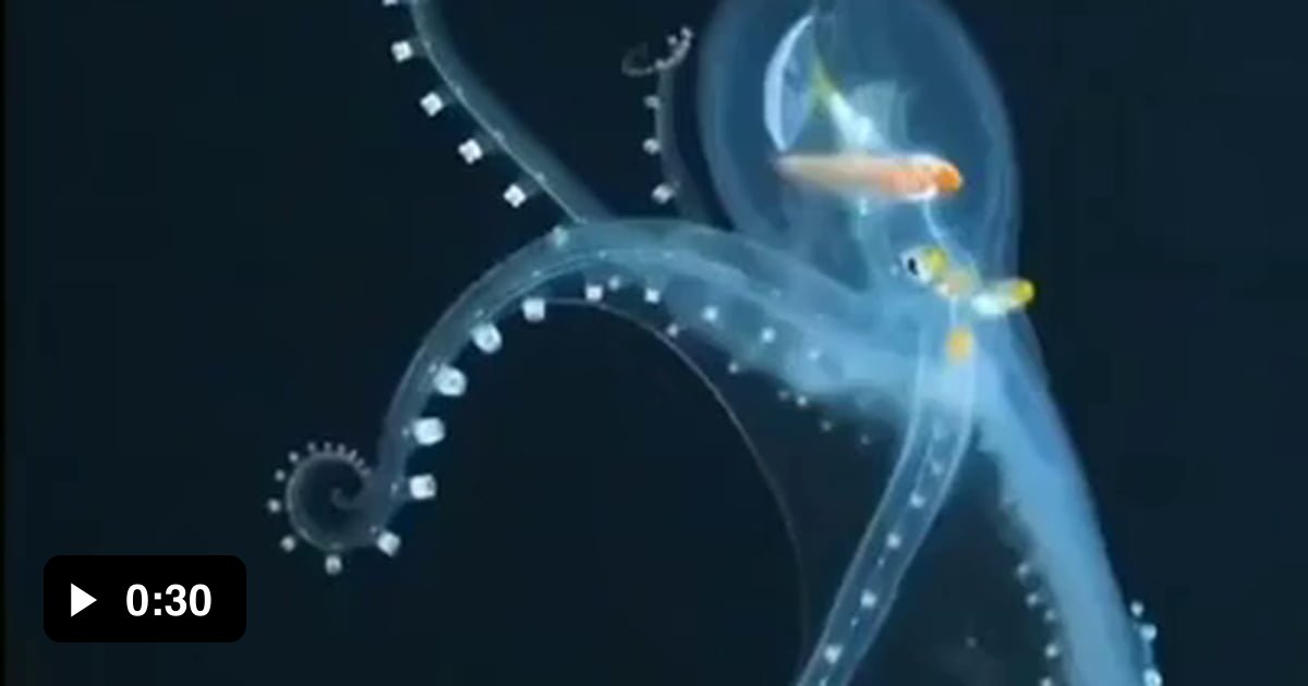 Extremely rare! “Glass Octopus” off the Phoenix Islands - 9GAG