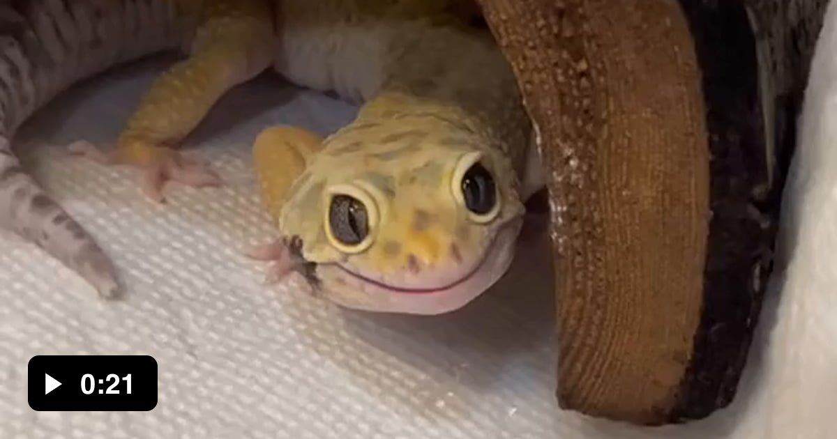 Just smiling gecko to make your day better - 9GAG