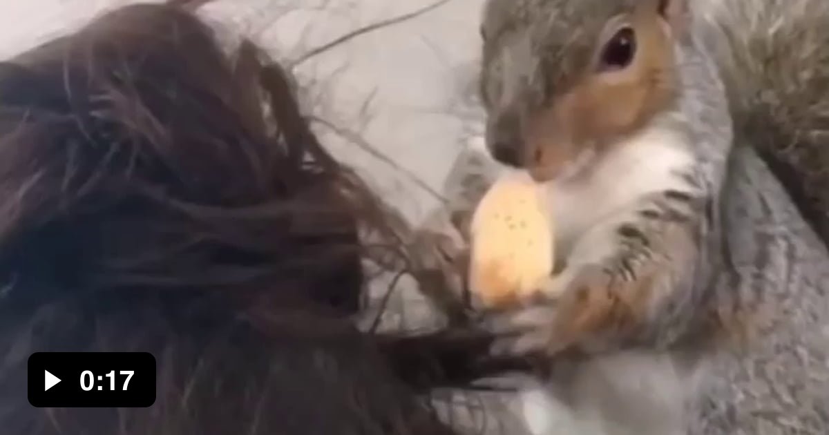 You and me both squirrel, you and me both - 9GAG