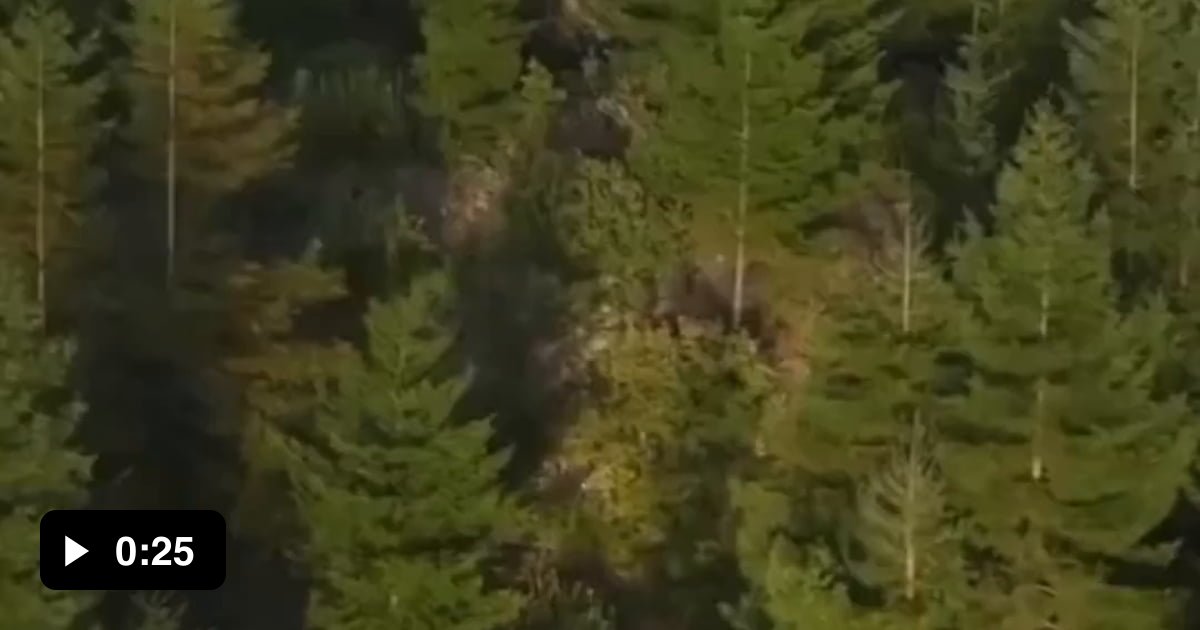 Hyperion, tallest tree in the world. Location kept secret to avoid ...