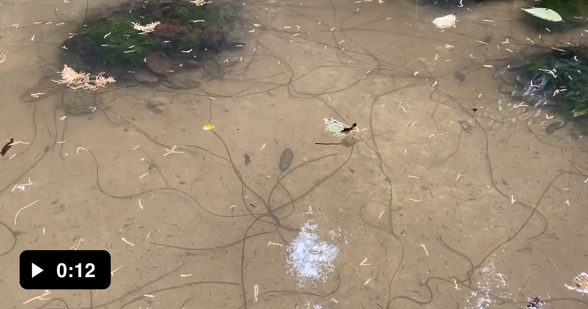 Nematomorpha aka Horsehair worms - 9GAG