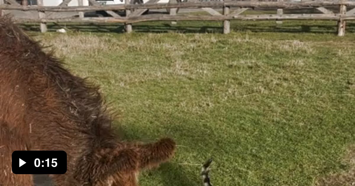 It’s hard making friends on the farm. - 9GAG