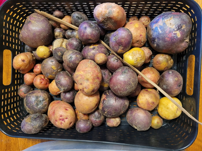 EMERGENCY POTATO POST FOR WHOEVER NEEDS THEM!! We grew potatoes for the ...