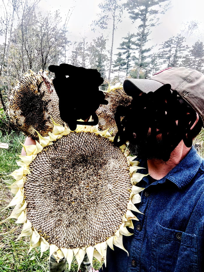 Monster sunflower - 9GAG