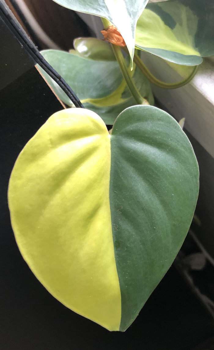 The variegation on this Pothos leaf - 9GAG