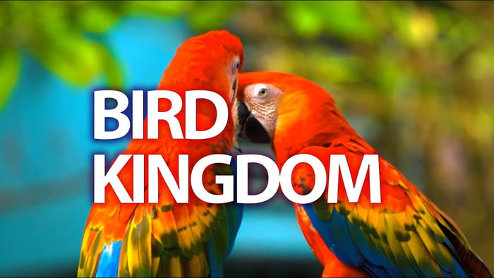 Bird Kingdom - 9GAG