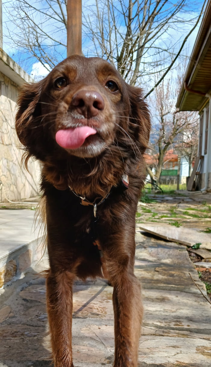 The accidental blep moment - 9GAG