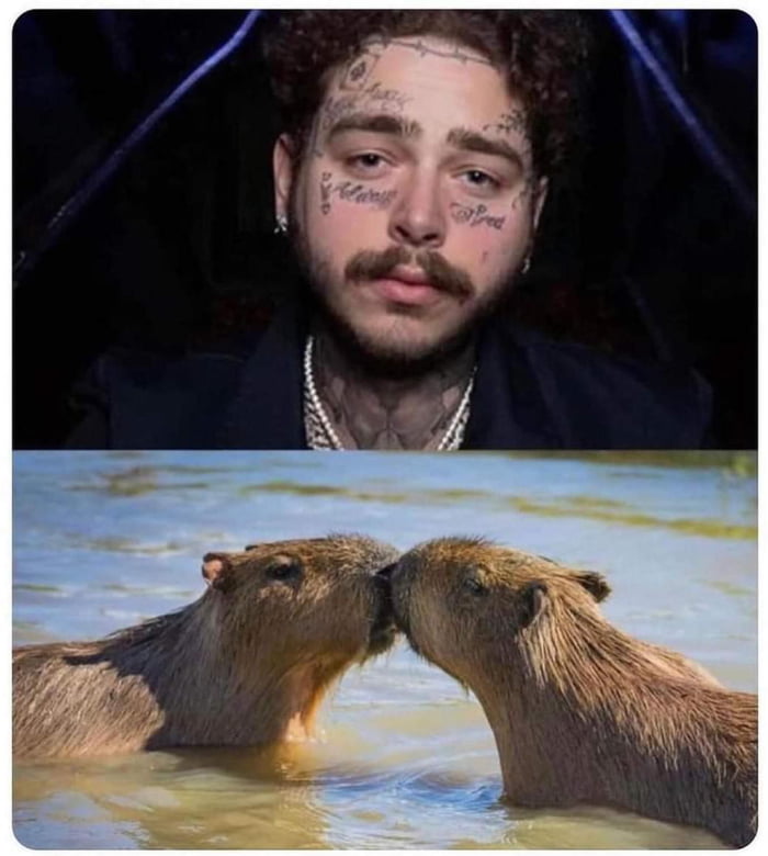 Post Malone's moustache looks like two capybaras kissing. - 9GAG