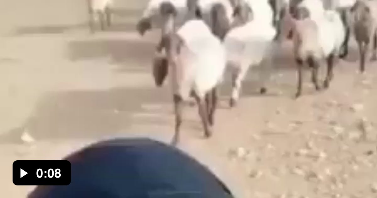 Arabian Girl wd goats - 9GAG