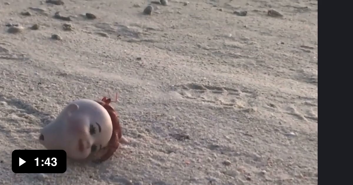 Hermit crab with legendary shell - 9GAG