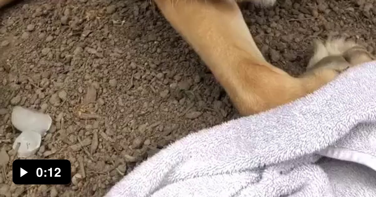 I just love doggos - 9GAG