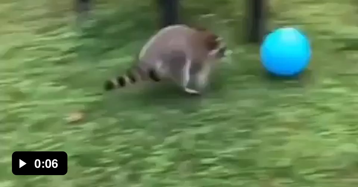 Raccoon aggressively chasing a ball - 9GAG