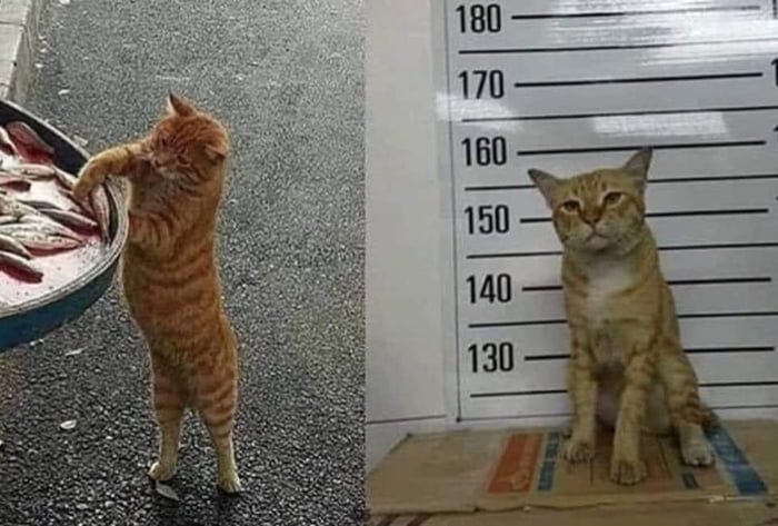 Busted 9gag