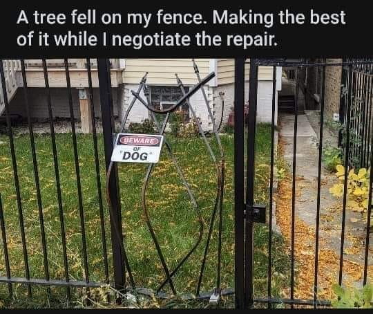 Dog - 9GAG