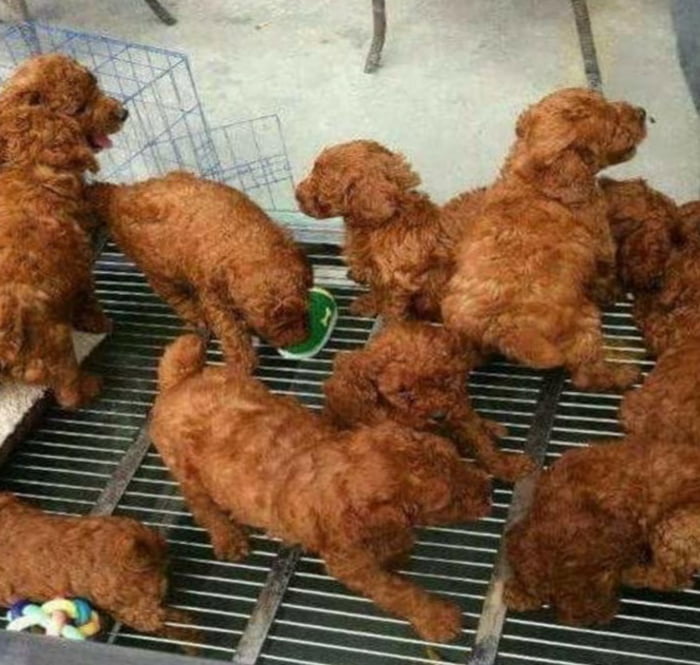They looked like a fried chicken lmaooo 🤣 - 9GAG