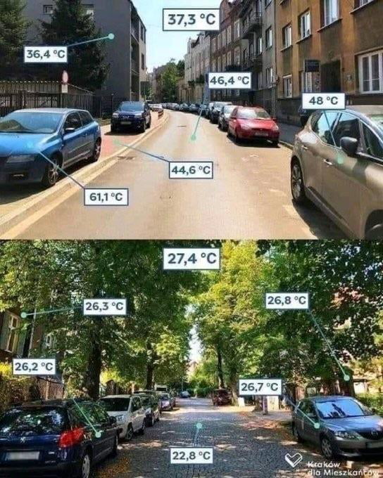 Trees have a cooling effect, this is quite easy to understand. But ...