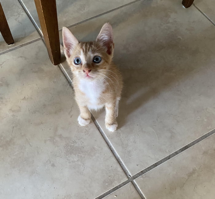 Little felon we rescued from a bridge - 9GAG