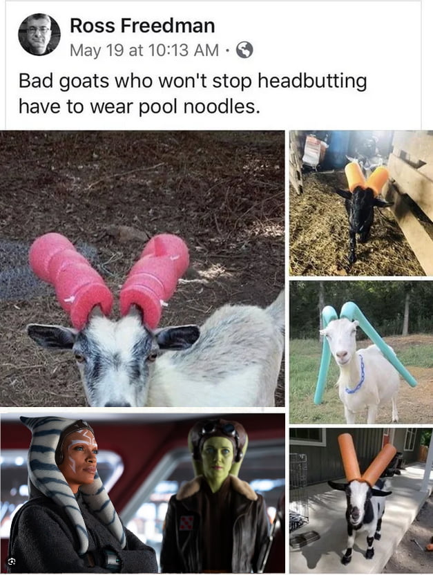 Bad goats - 9GAG