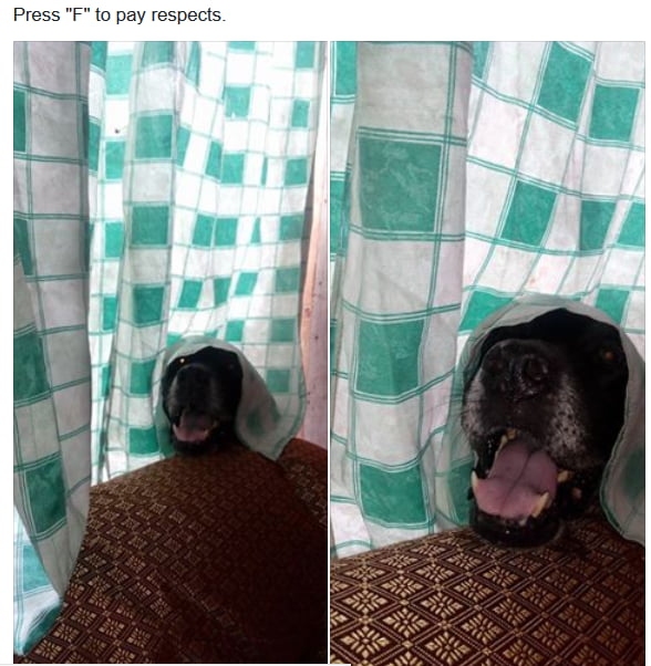 My Good Ol' Doggo died recently for serving 13 years of happiness. He ...