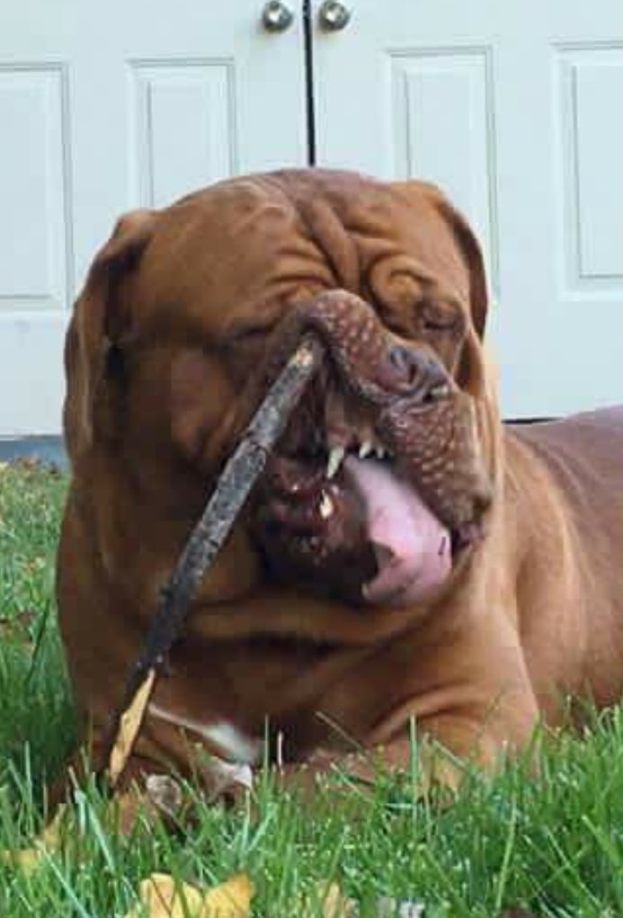 Dog + stick = derp - 9GAG