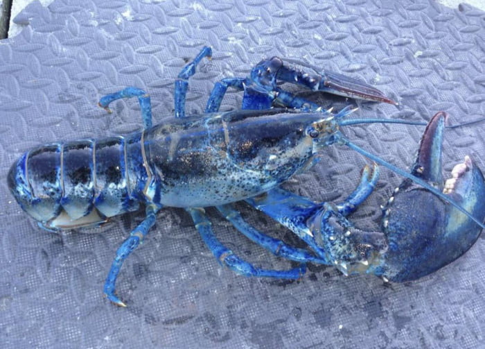 This blue lobster with a mutation rarer then 1 in 10 million - 9GAG