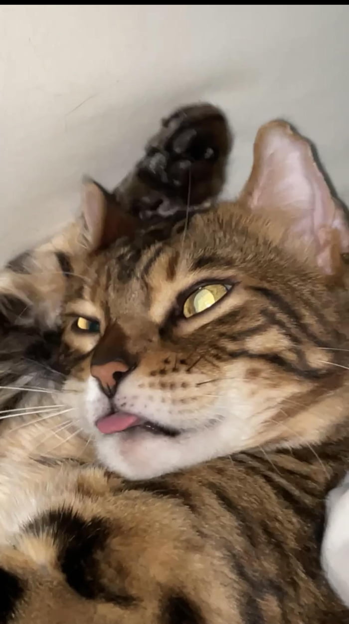 Derpy bengal cat - 9GAG