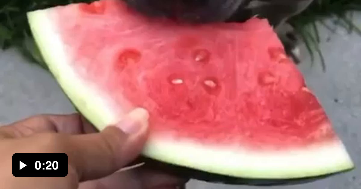 They love watermelons - 9GAG