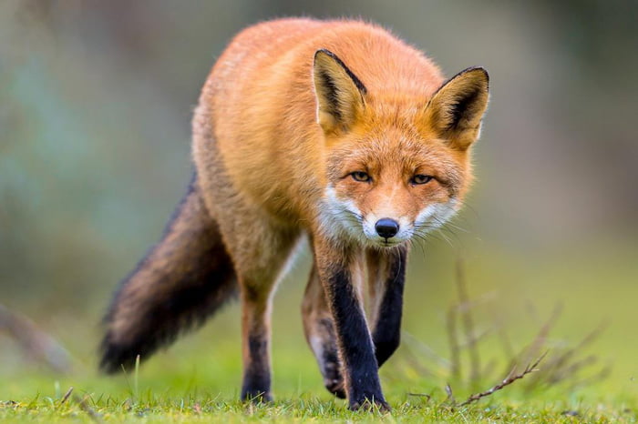 The Fox is known for being extremely smart, why? The fox is a natural ...