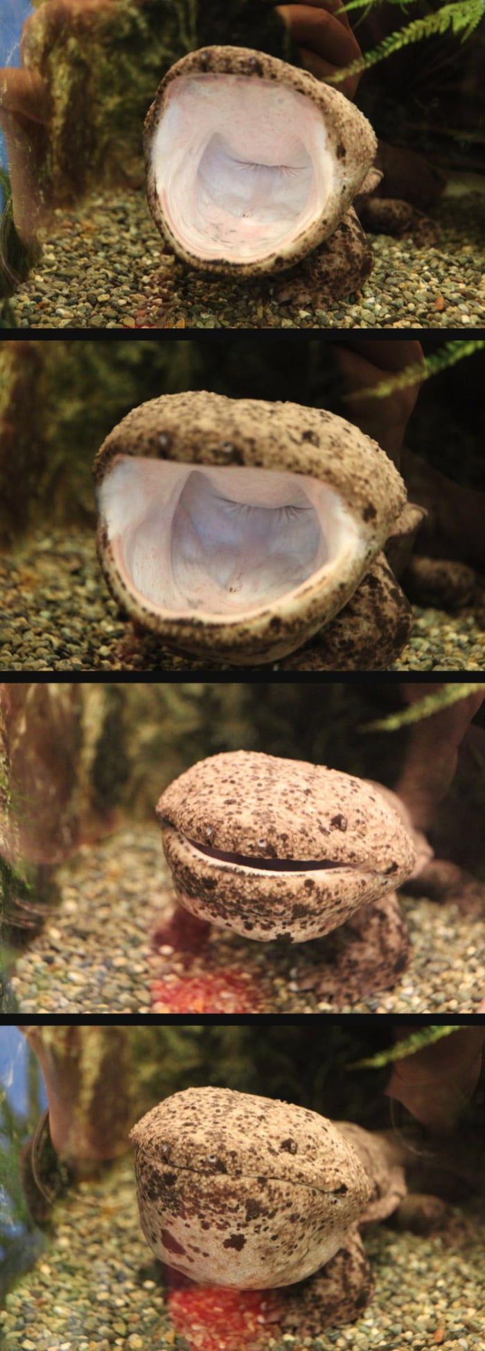 Mouth of a giant salamander - 9GAG