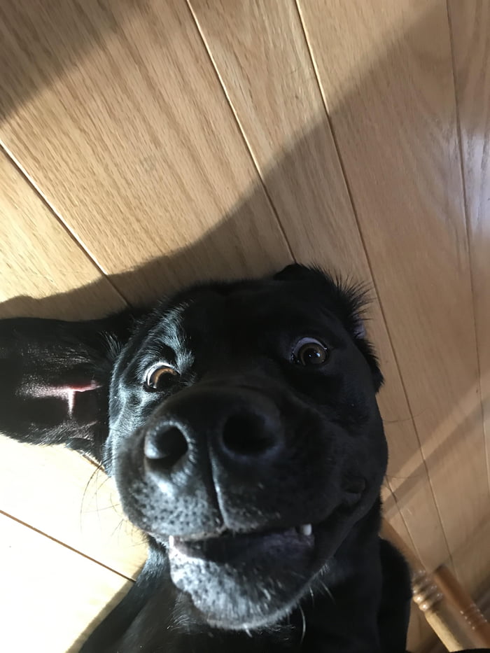 Just a derpy lab, doing derpy lab things - 9GAG