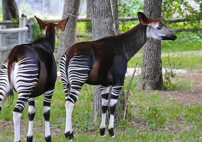 The Okapi looks like a long neck deer with limbs like a zebra and ...